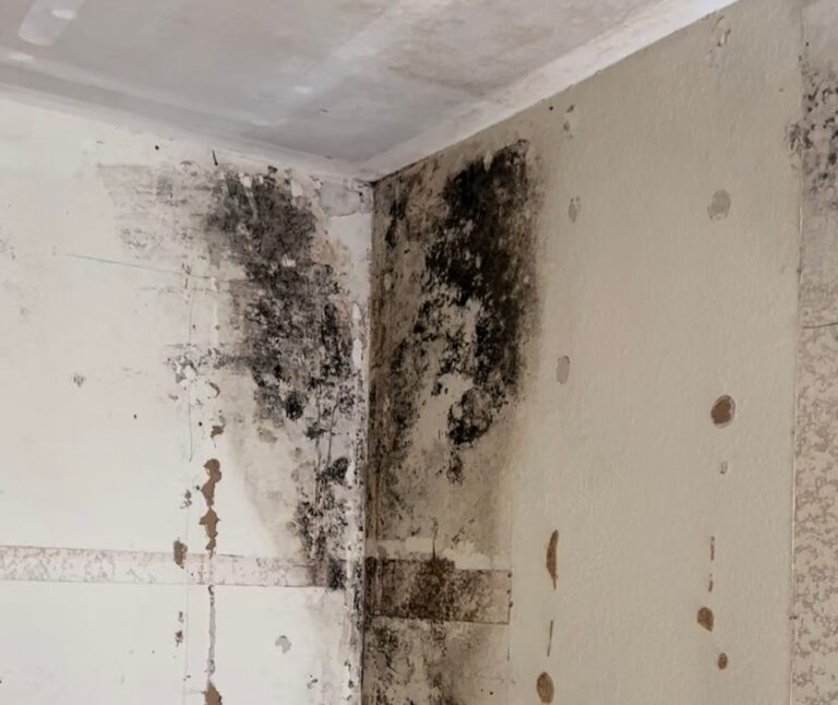 Is It OK To Live In A House With Mold? | Green Planet Restoration ...